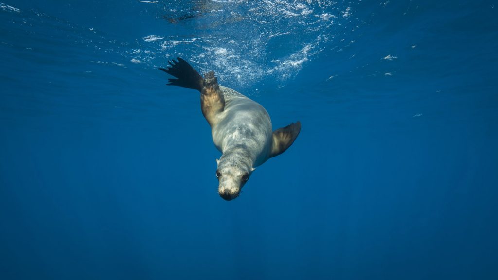 Entanglement – OCEAN GOVERNANCE MARINE MAMMALS