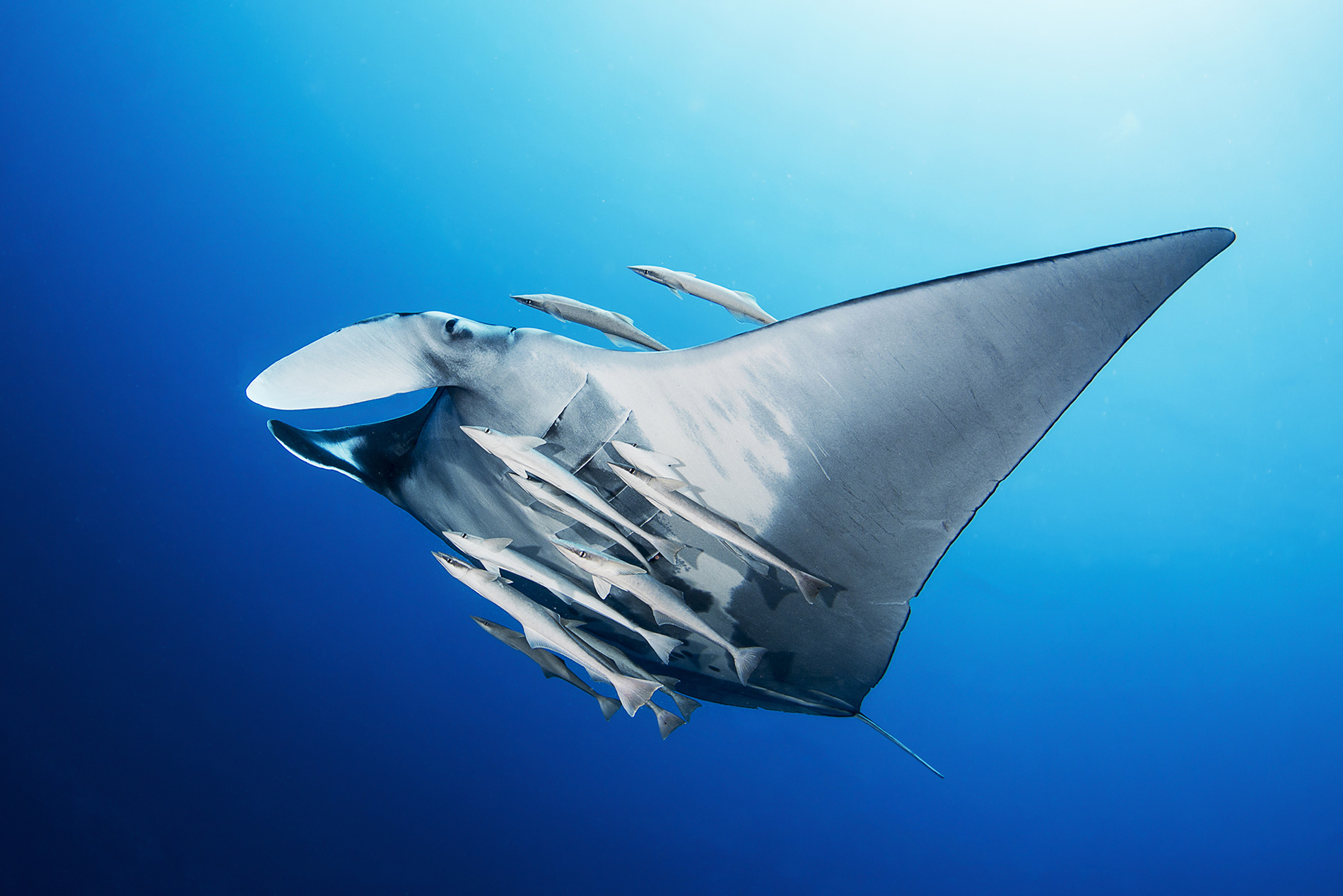 Strandings – OCEAN GOVERNANCE MARINE MAMMALS