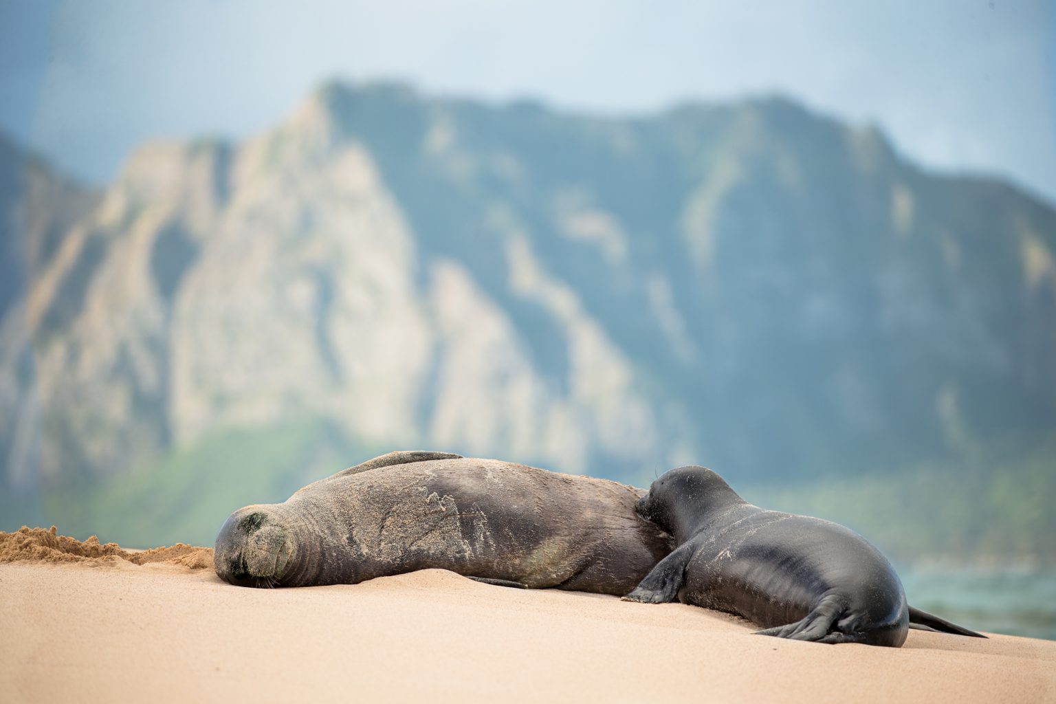Stranding response guides – OCEAN GOVERNANCE MARINE MAMMALS