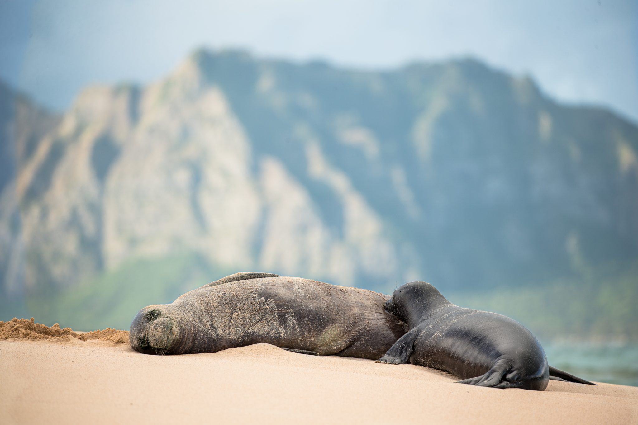Strandings – OCEAN GOVERNANCE MARINE MAMMALS