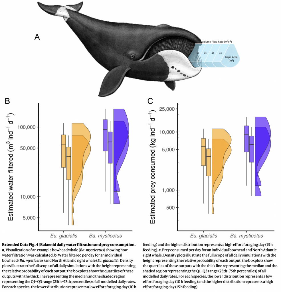 Baleen Whales’ Immense Influence on Ocean Ecosystems – OCEAN GOVERNANCE ...