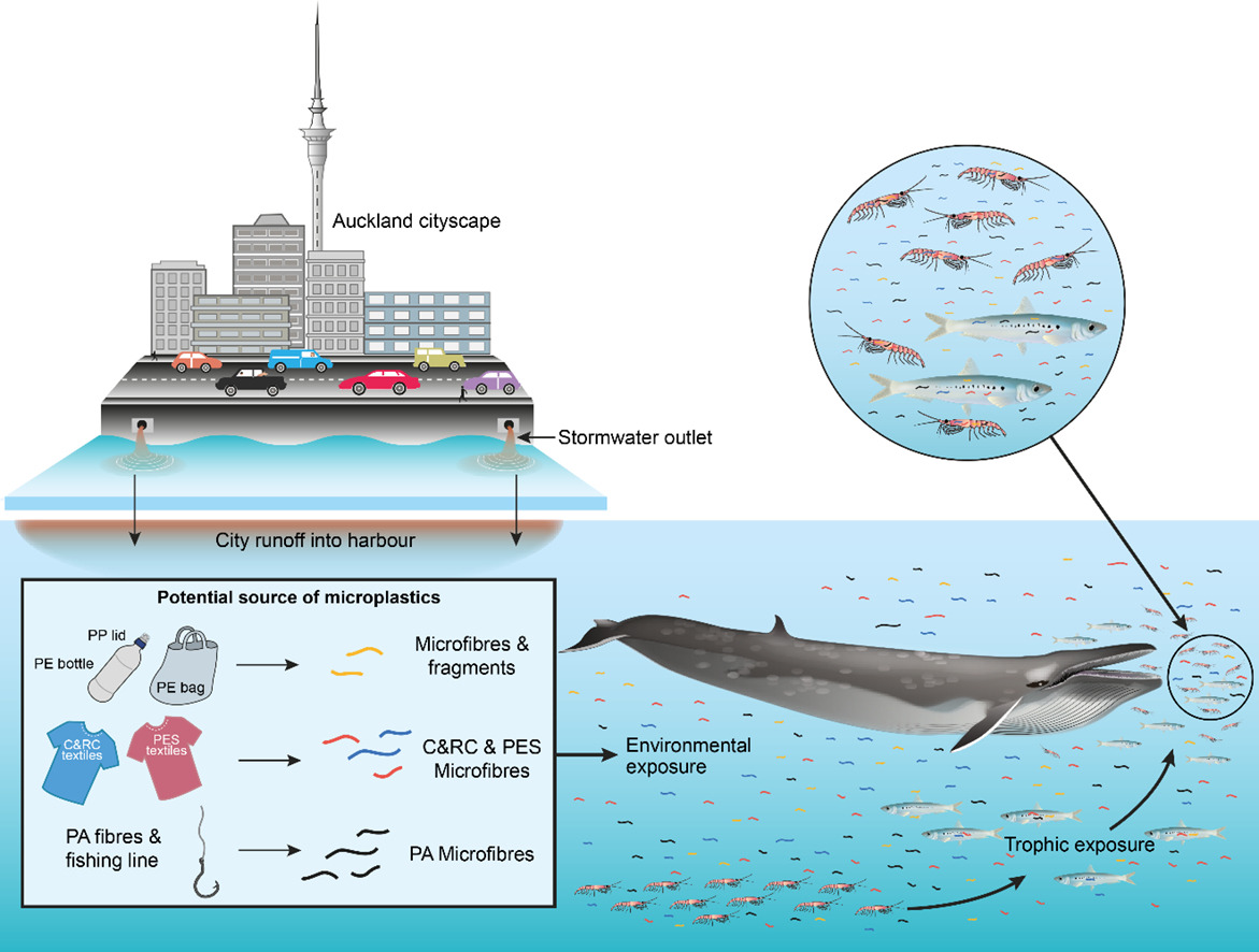 Whales near cities consume microplastics daily – OCEAN GOVERNANCE ...