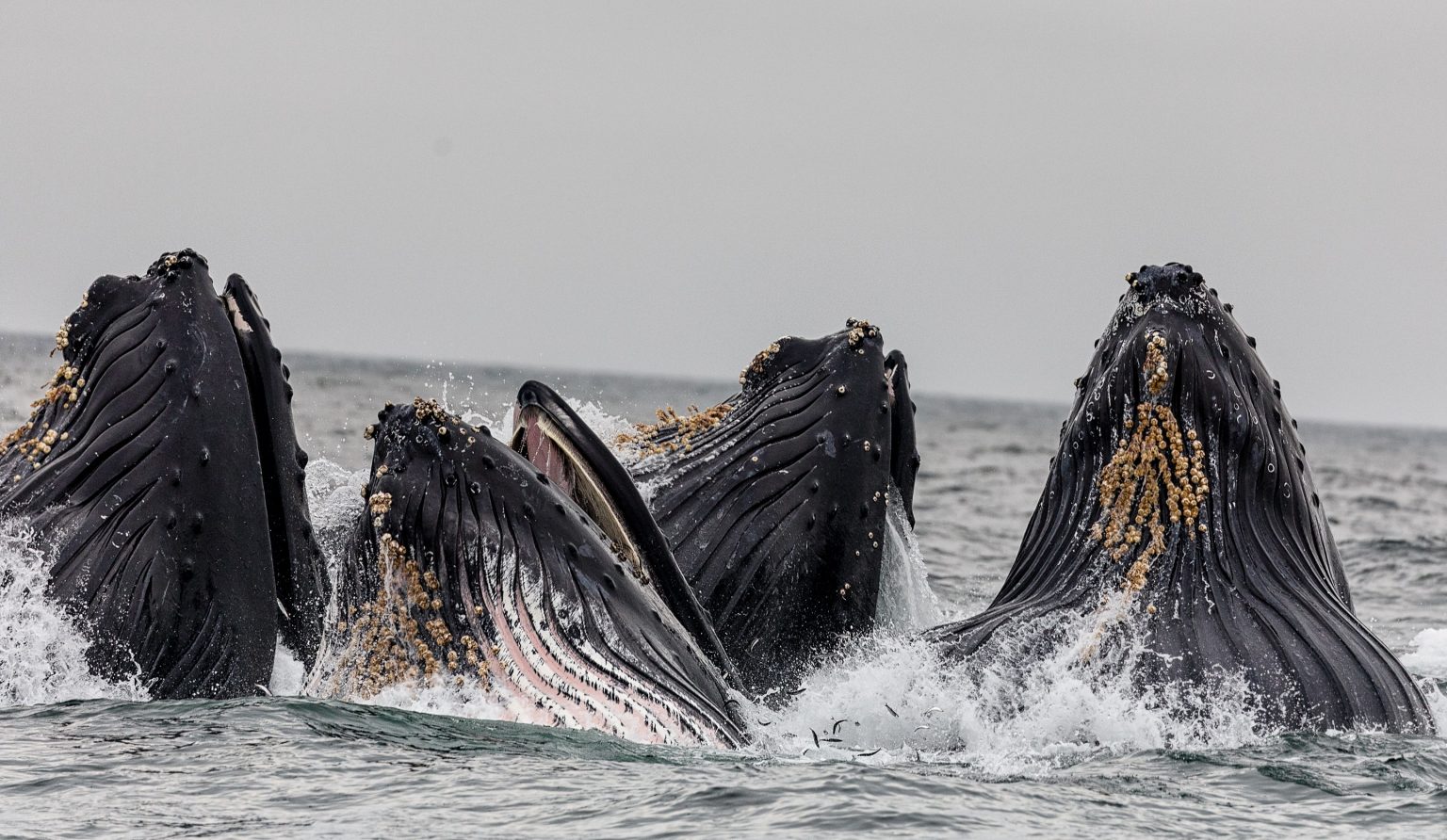 Highest number of humpback whales recorded in the Salish Sea – OCEAN ...